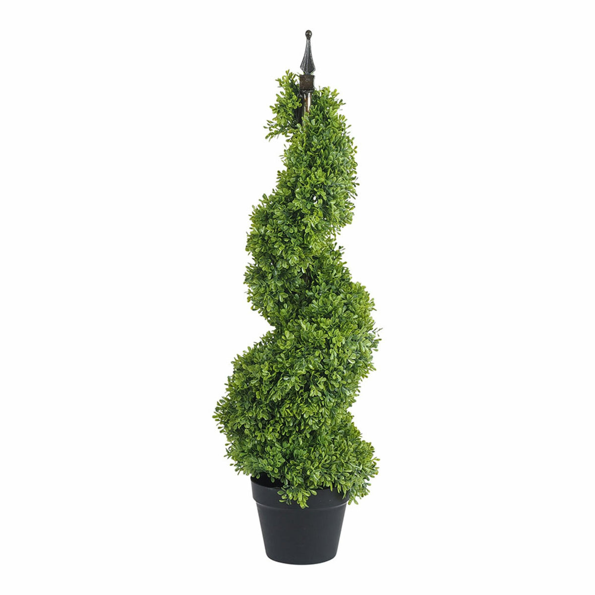 Eden Small English Box Plant – Early Settler Australia