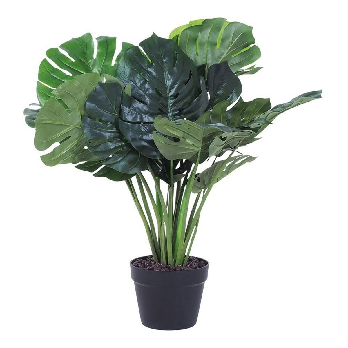 Eden Potted Monstera 60cm – Early Settler Australia
