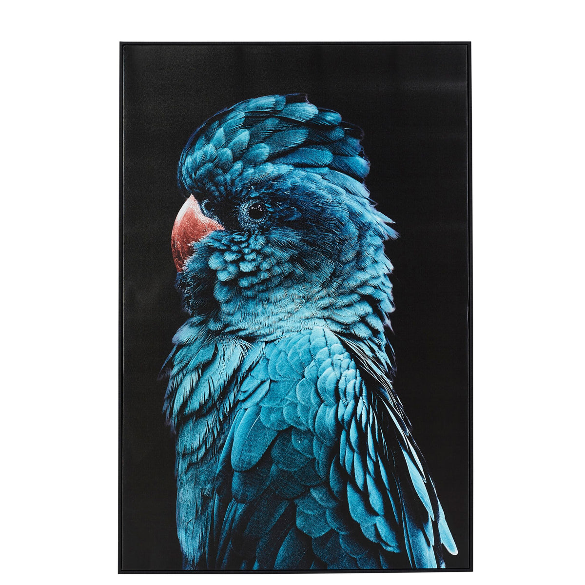 Blue Teal Charles Cockatoo Framed Print 120x80cm – Early Settler AU