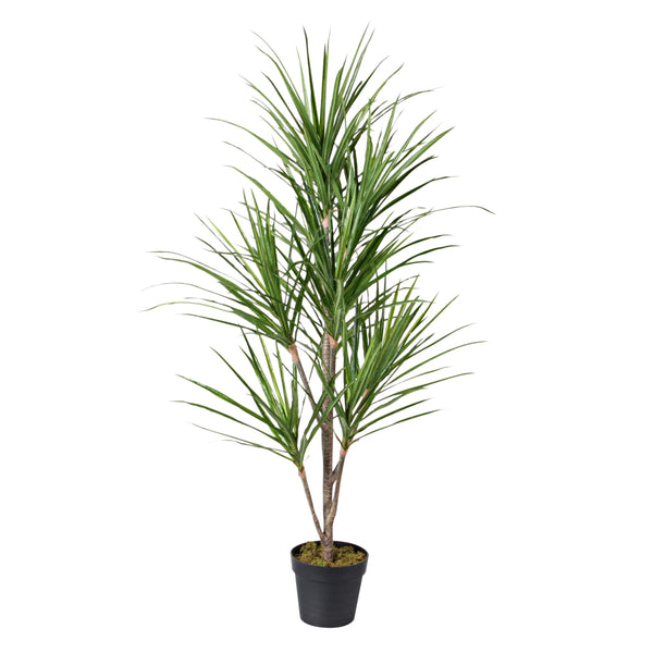 Eden Potted Faux Dragon Tree Green 140cm – Early Settler AU