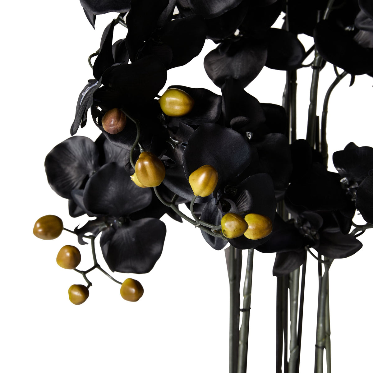 Fiore Black Orchid 8 Stems 90cm – Early Settler Australia
