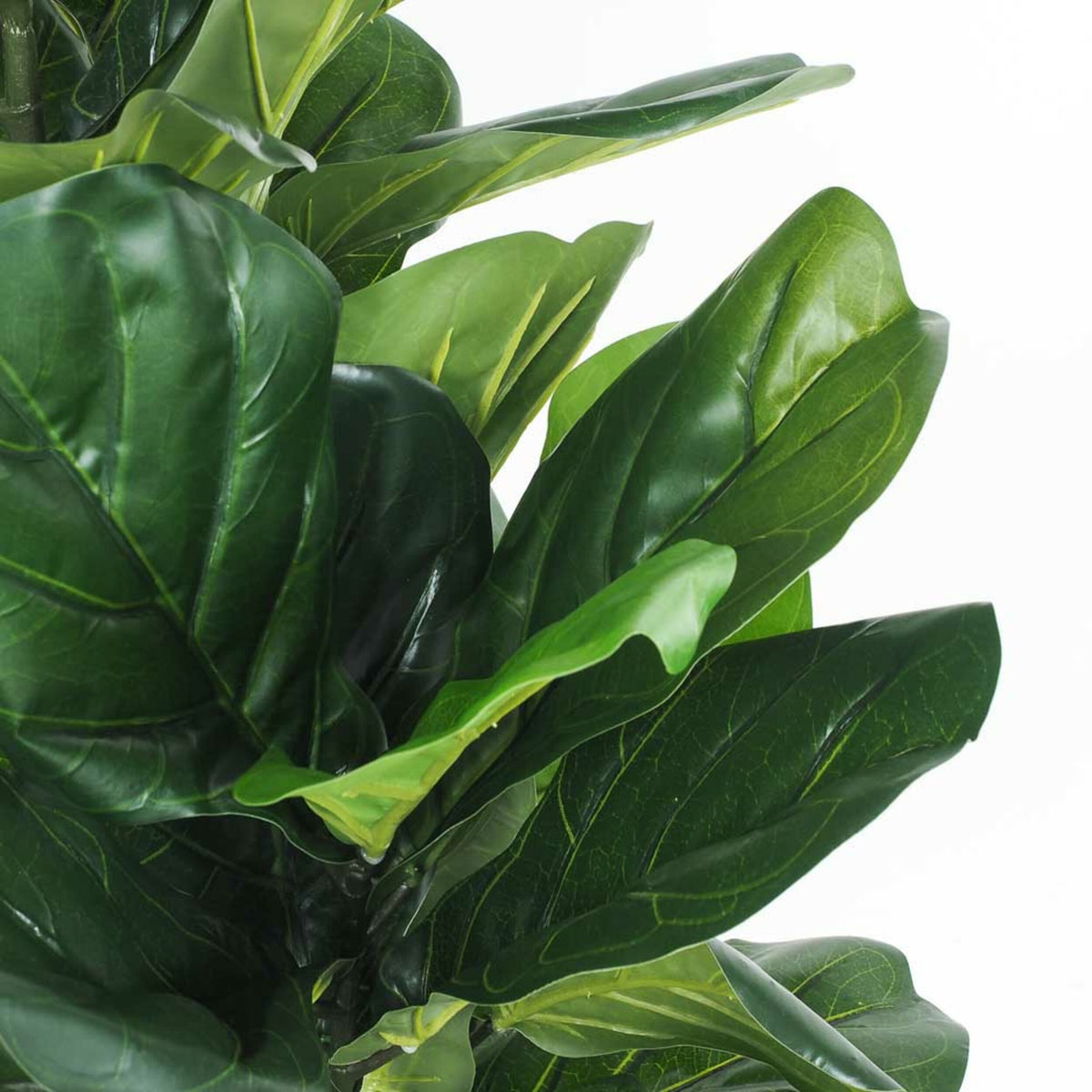 Eden Potted Fiddle Leaf Tree 95cm – Early Settler Australia